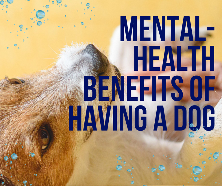 Health and Mental-Boosting Benefits of Having a Dog – Farmer Pete's