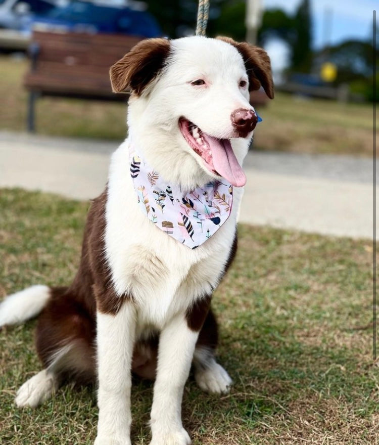 Pamper Products for Dogs – Farmer Pete's